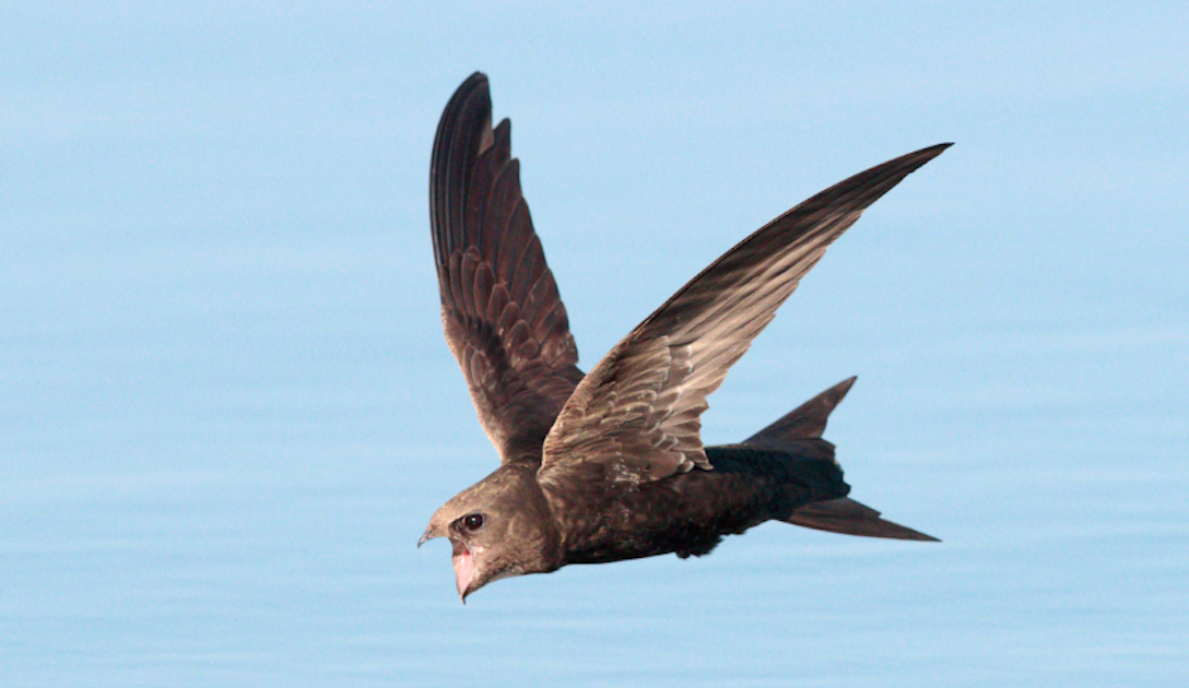 October Bird of the Month: Chimney Swift – The Mill