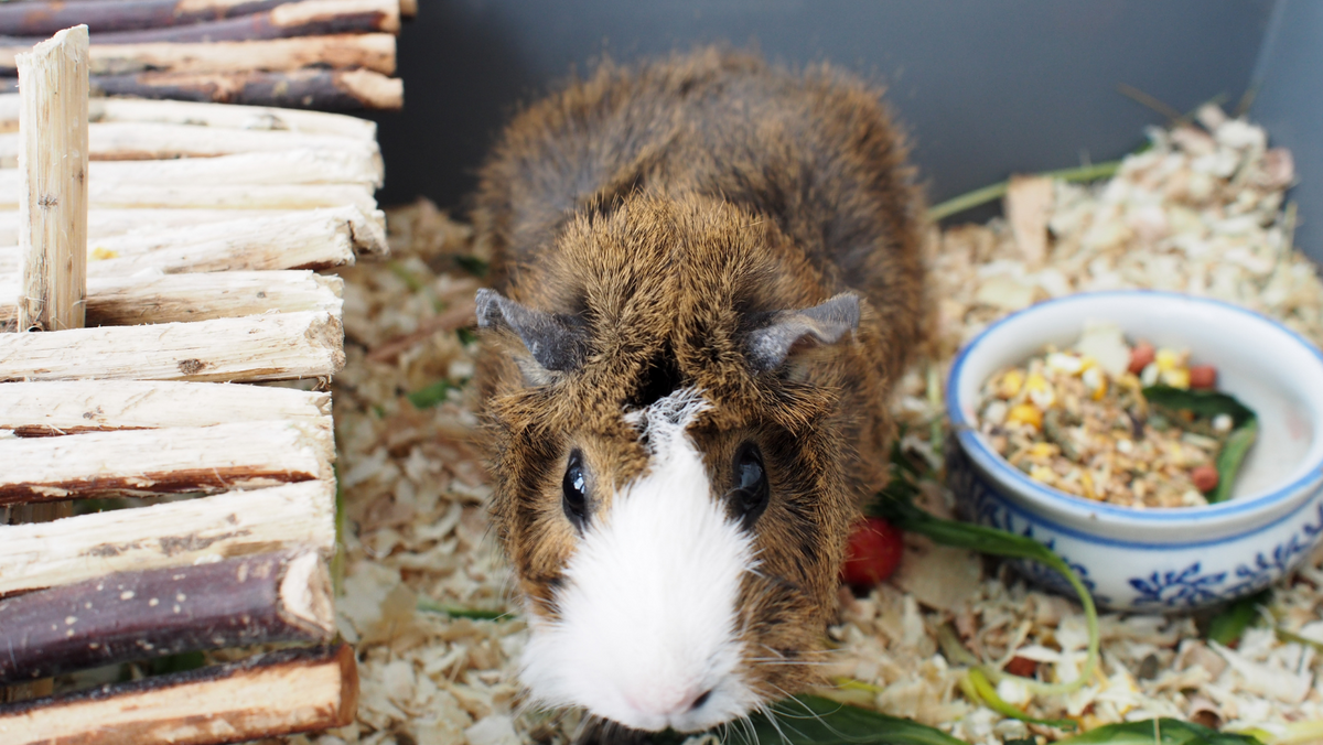 The Mill's Breed of the Month: Abyssinian Guinea Pig - Bel Air, Black ...
