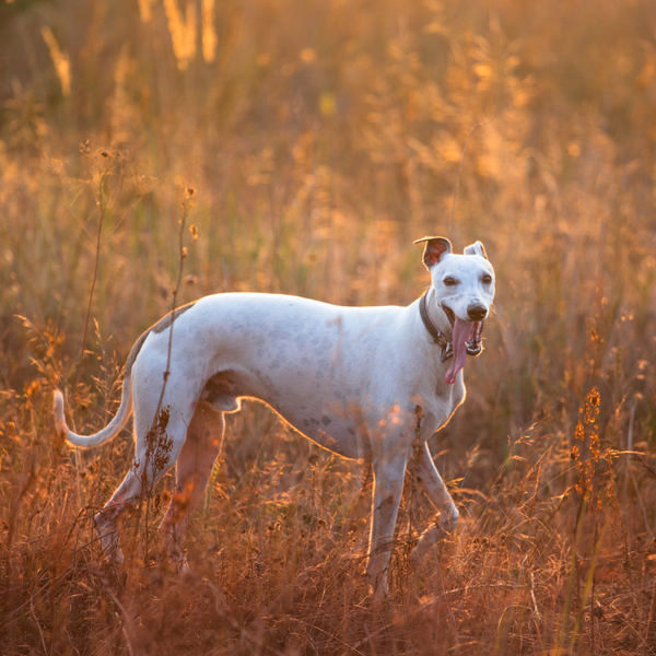 May Breed of the Month: Whippet - The Mill - Bel Air, Black Horse, Red ...