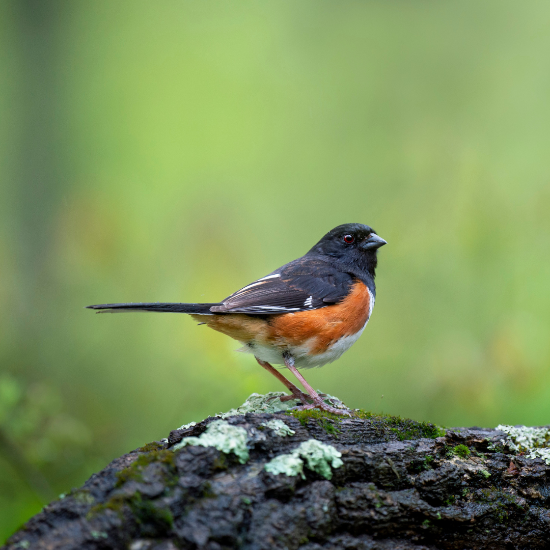 May Bird of the Month: Eastern Towhee | The Mill