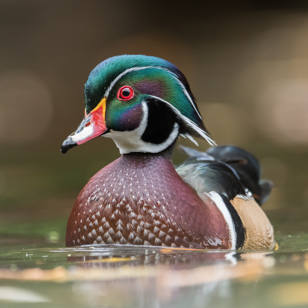 Bird of the Month: Wood Duck – The Mill