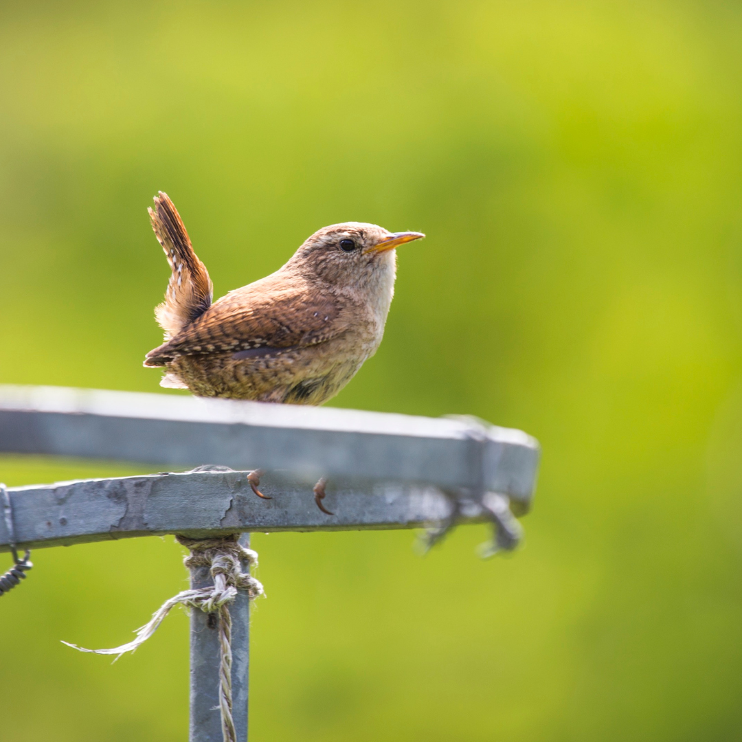 June Bird of the Month: House Wren – The Mill