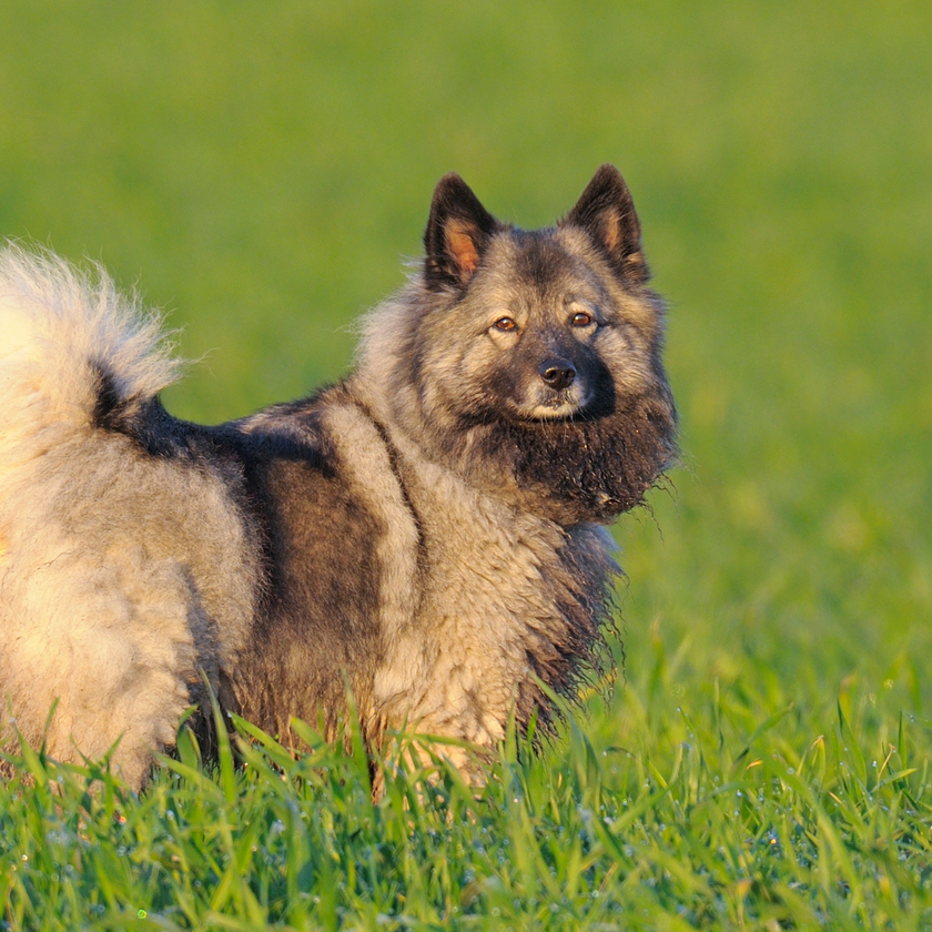 The Mill July Breed of the Month Keeshond