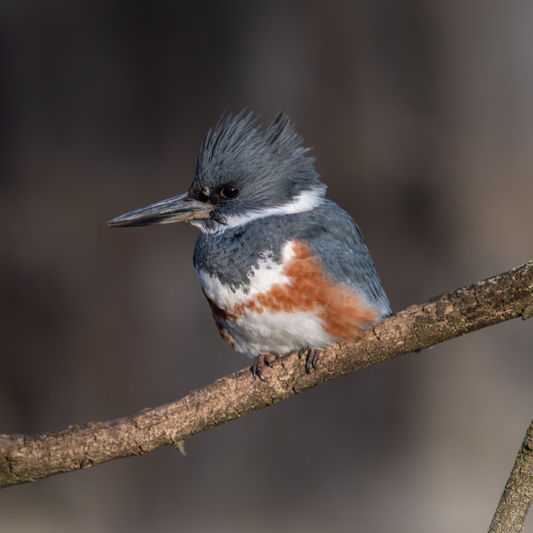 September Bird of the Month: Belted Kingfisher – The Mill