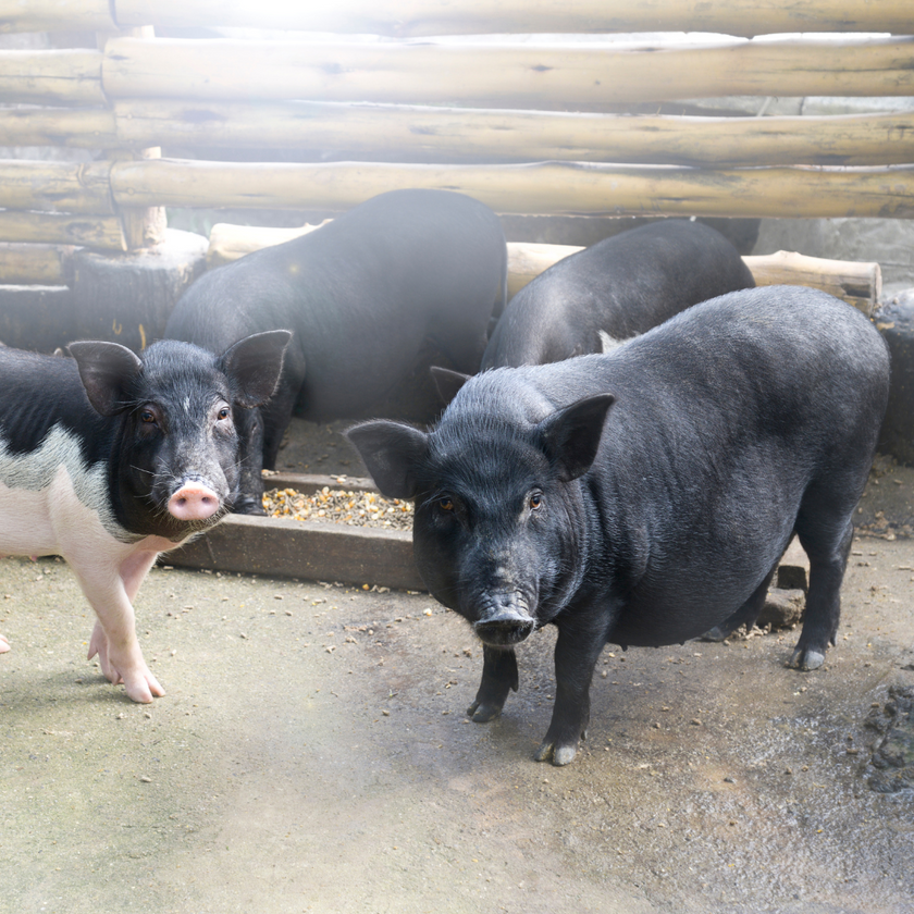 October Breed of the Month: Potbellied Pigs | The Mill