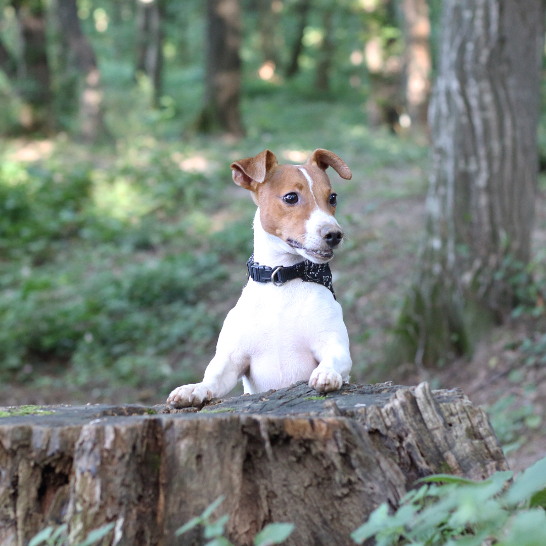 December Breed of the Month: Russell Terrier – The Mill
