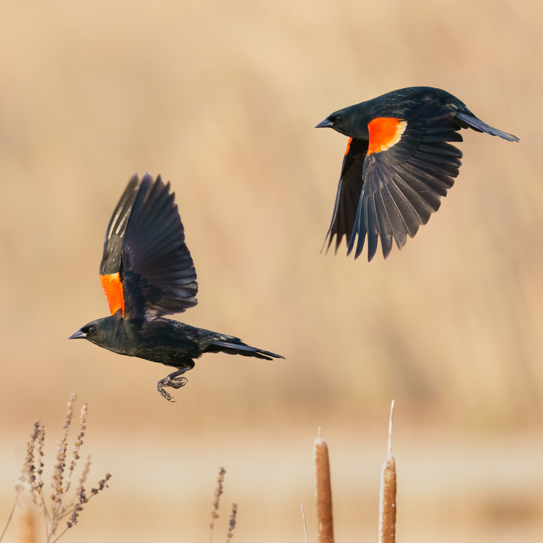 April Bird of the Month: Red Winged Black Bird – The Mill