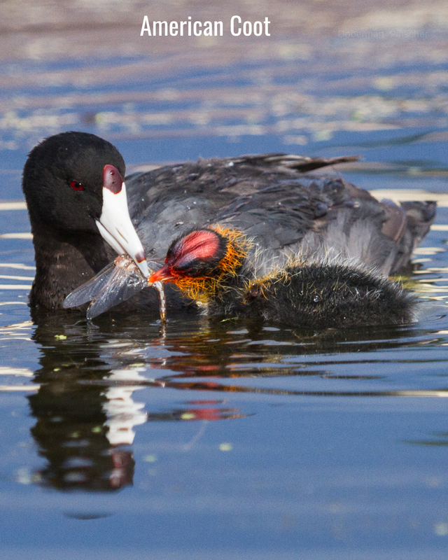 The American Coot - March 2025 Bird of the Month | The Mill
