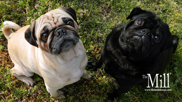 Breed of the Month: Pug | The Mill