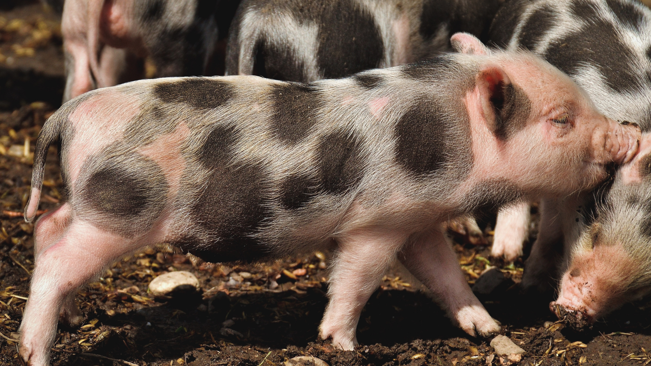 Getting Pigs Off to a Strong Start: Choosing the Right Pig Starter Feed