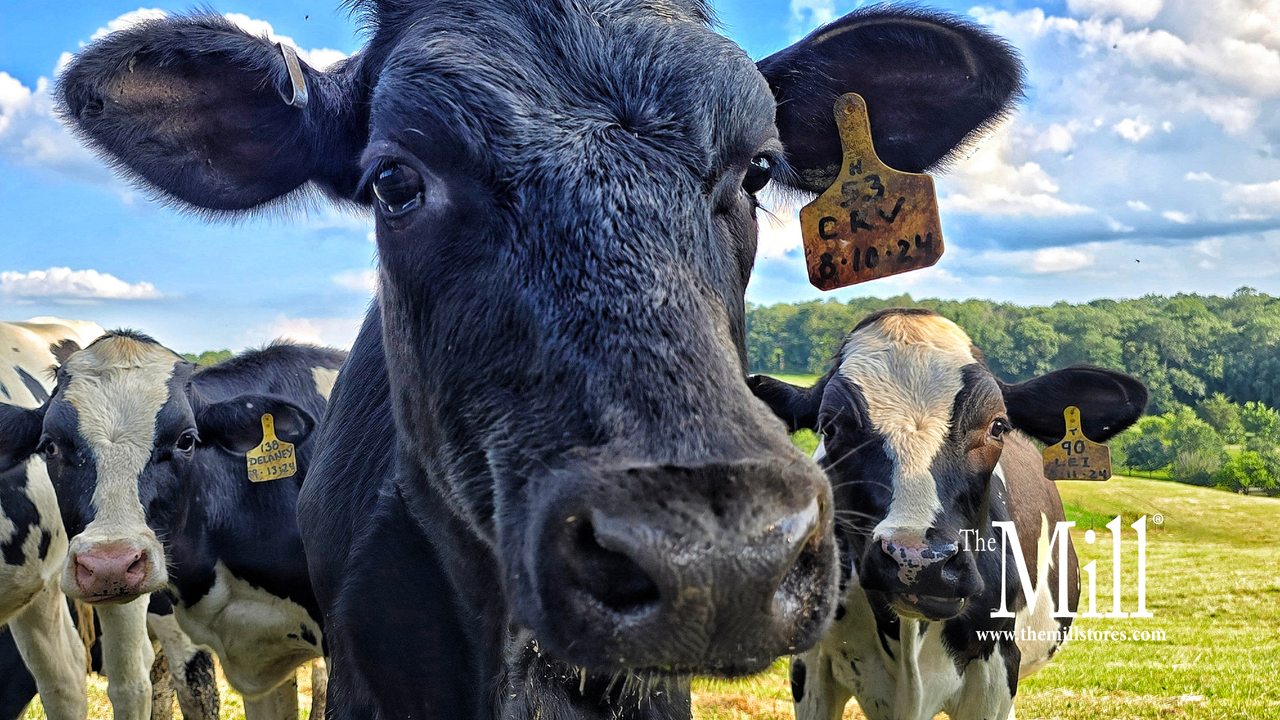 Cattle Mineral 101: Why Balanced Nutrition Matters | The Mill