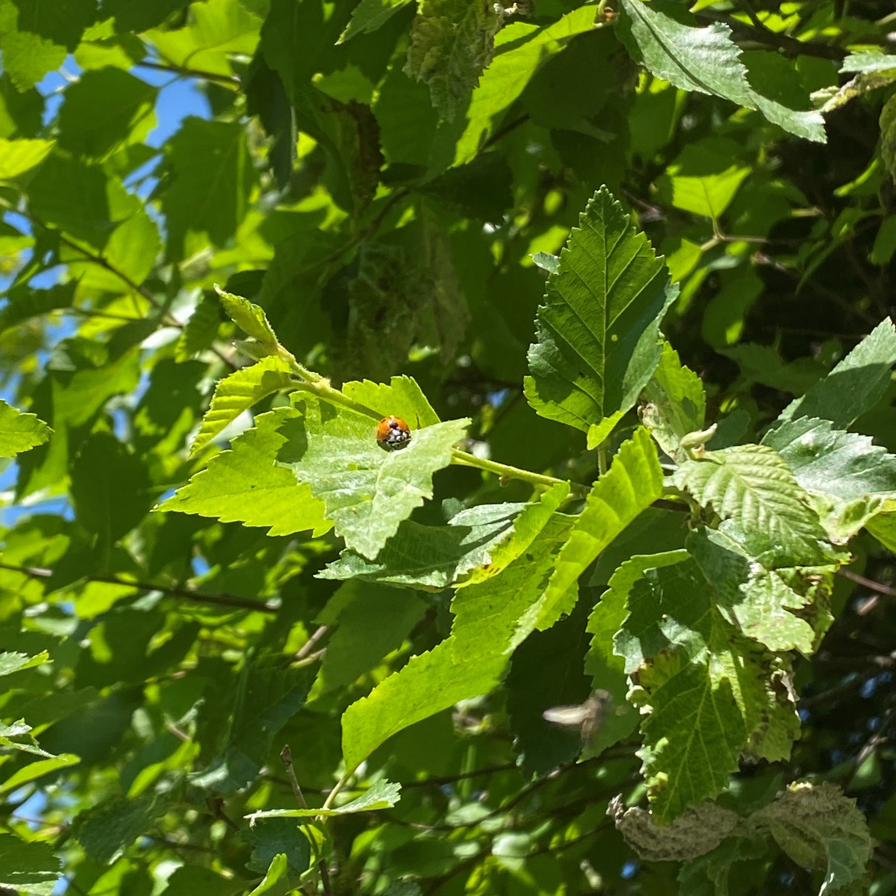 Attracting Good Bugs to Your Garden to Reduce or Eliminate Insecticide ...