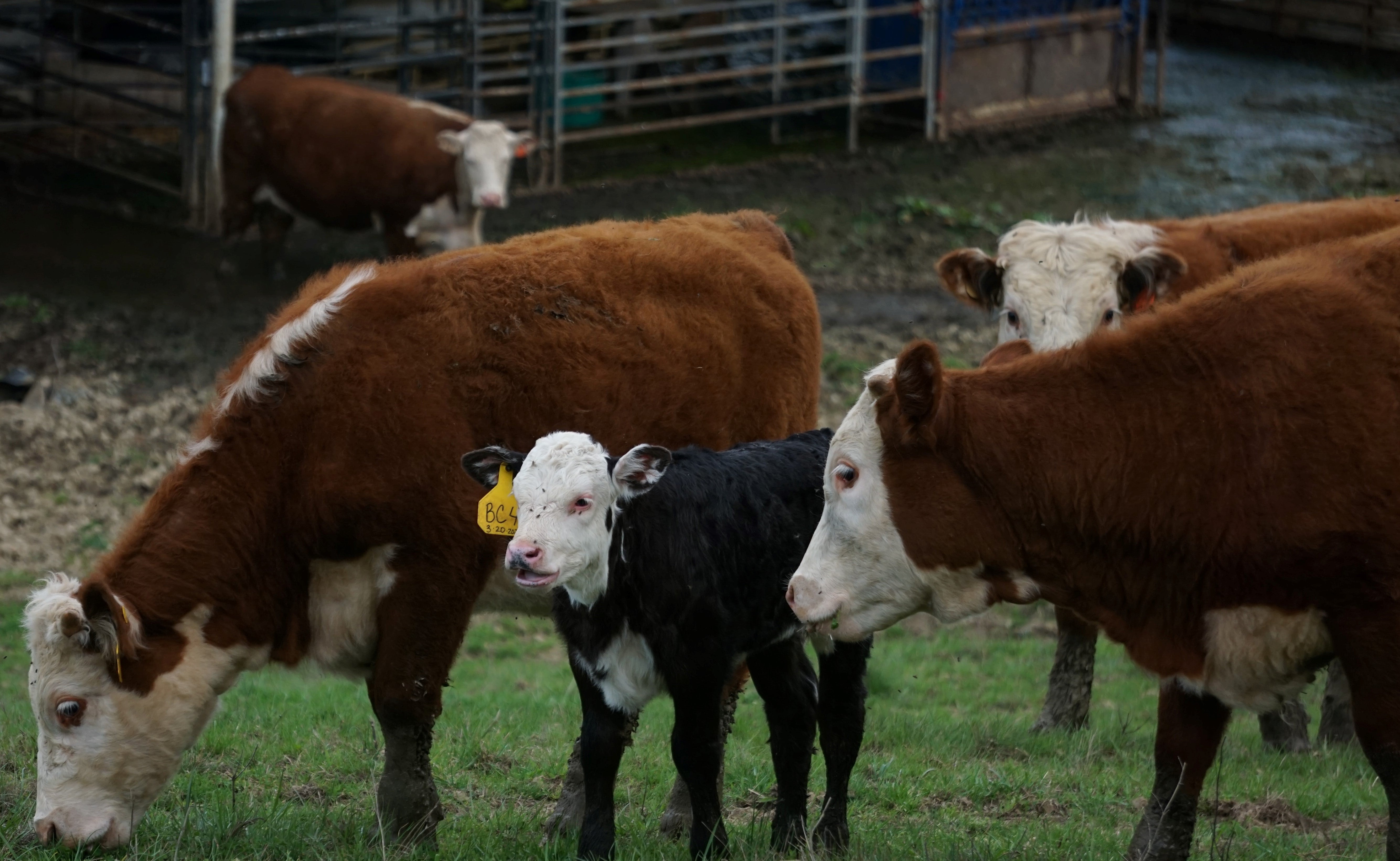 Controlling Flies with Feed-Through Additives – The Mill