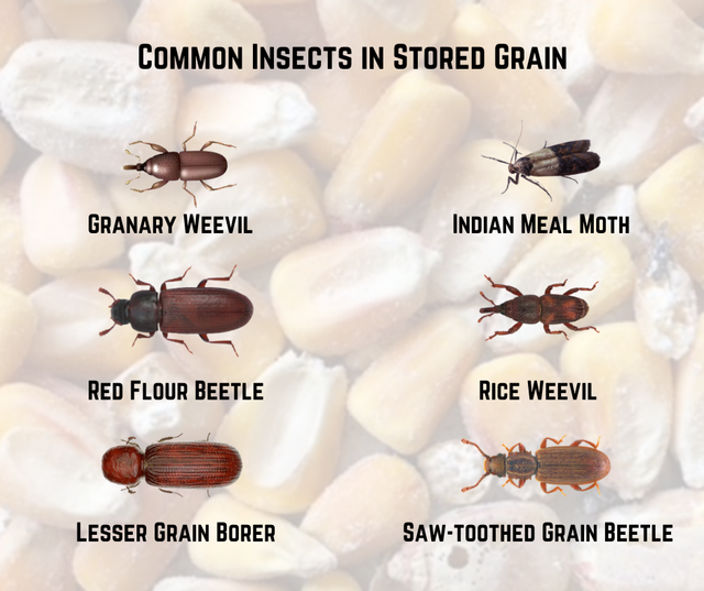 Insects in Grain Storage - How to Prevent Loss – The Mill