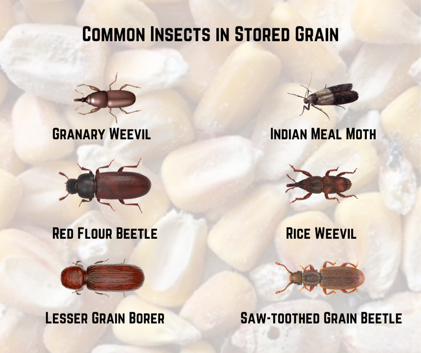Insects in Grain Storage - How to Prevent Loss – The Mill