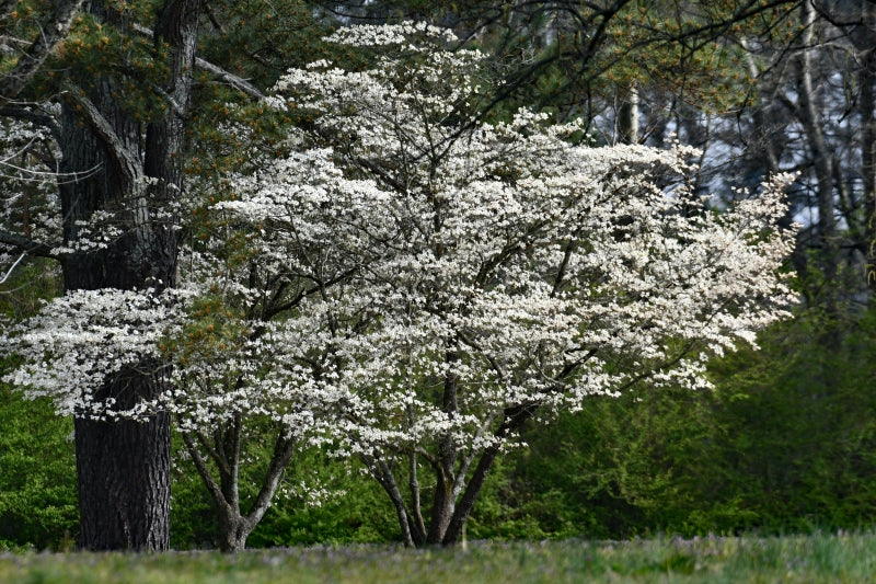 Dogwood Trees In Spring