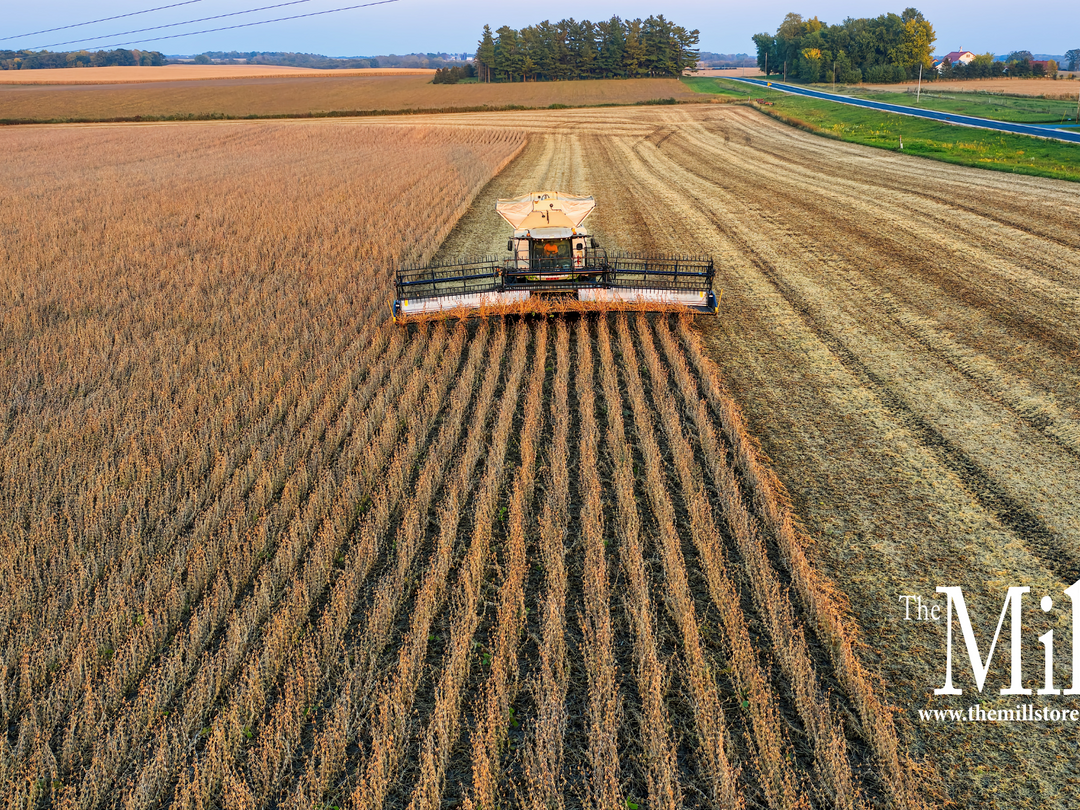What Is Forage? Preparing Pastures for Healthy Livestock Nutrition ...