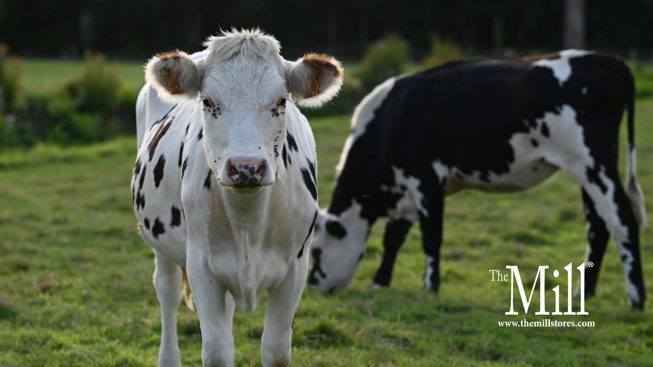 What Is Forage? Preparing Pastures for Healthy Livestock Nutrition ...