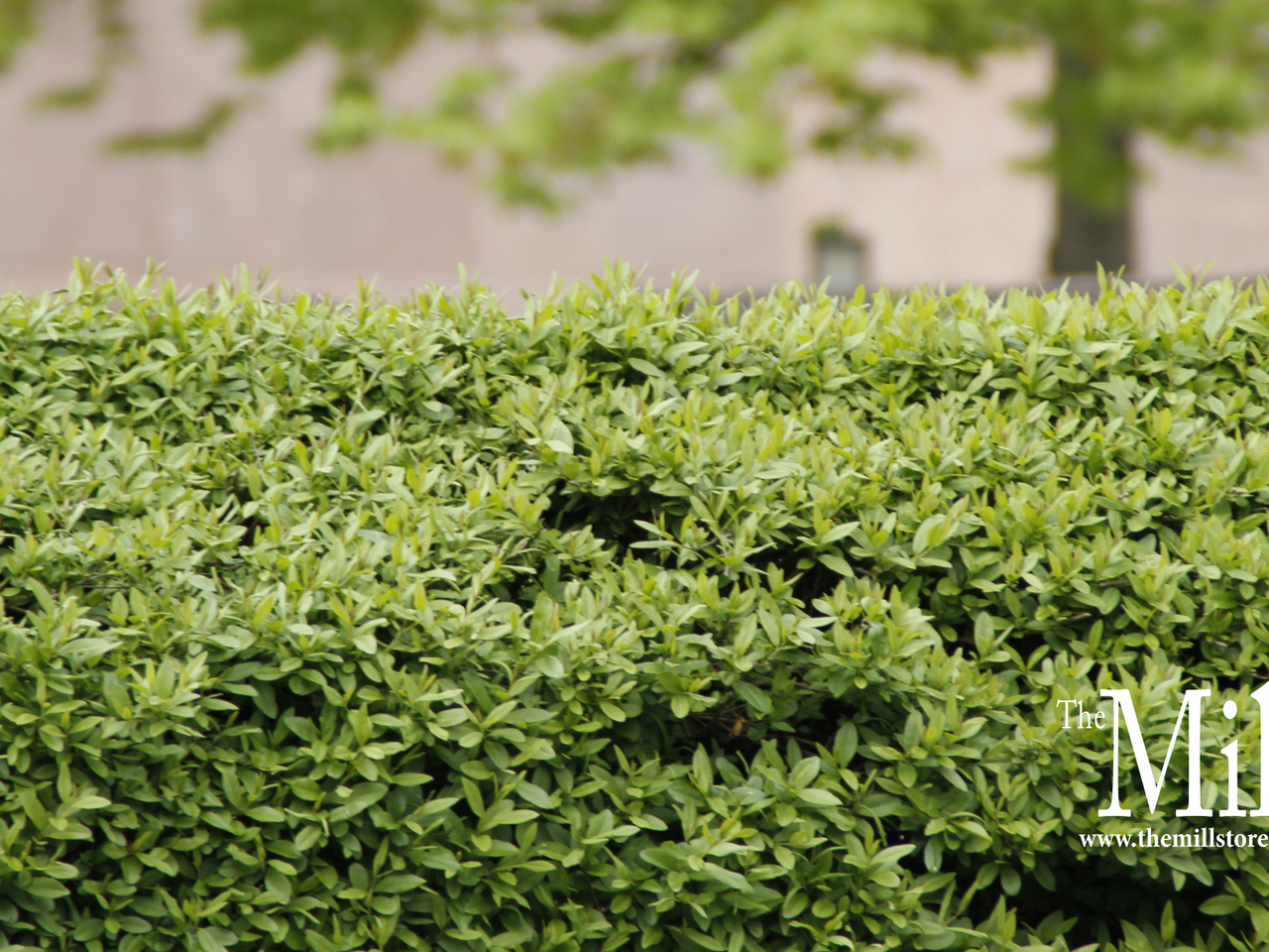Taller Ornamental Grasses: Sun-Loving Varieties for Color, Movement ...
