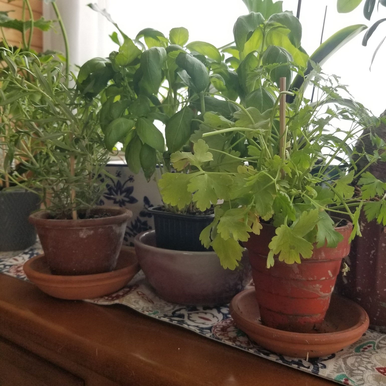 Preserving Herbs: A Guide to Capturing Flavor | The Mill