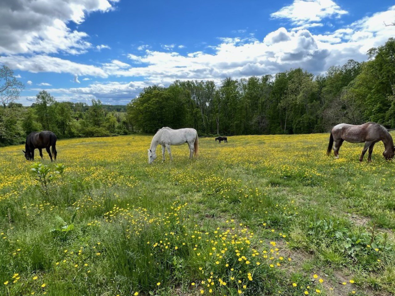 Spring Training for Your Turf: A Guide to The Mill’s 4-Step Lawn Program