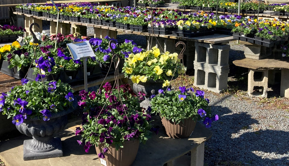 Pansies & Violas for Cold Weather Color! - The Mill - Bel Air, Black ...