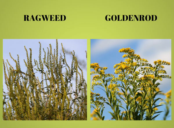 Ragweed vs. Goldenrod: How to Tell the Difference - The Mill - Bel Air ...