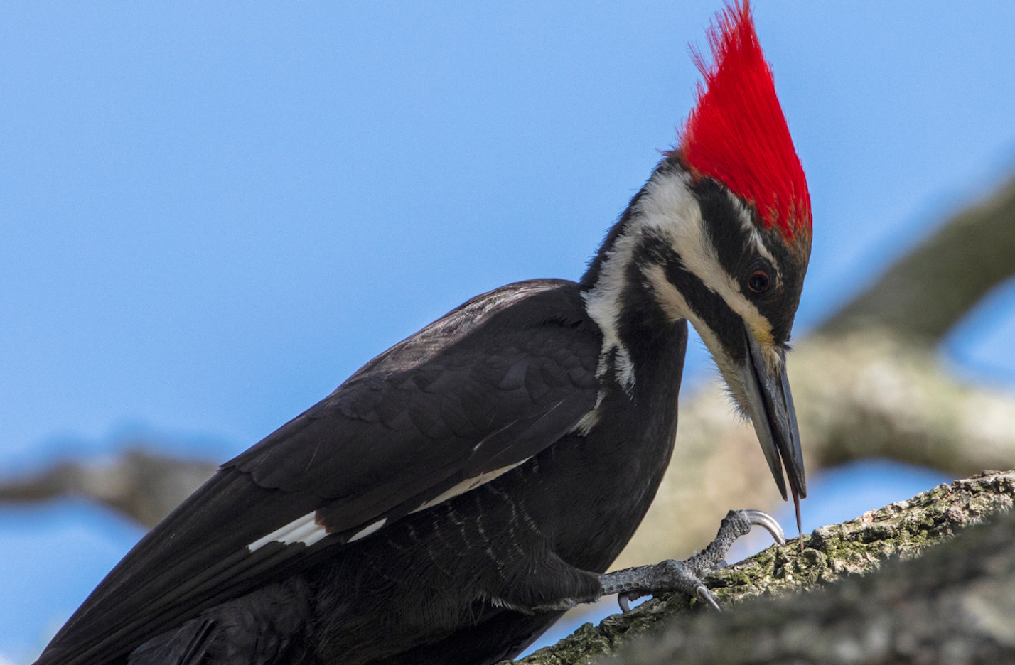 September Bird of the Month: The Pileated Woodpecker – The Mill