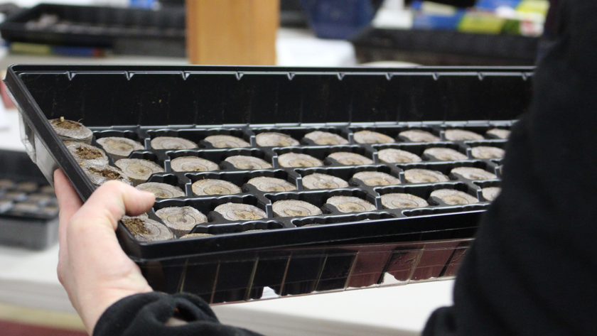 Seed Starting 101: When & How to Start Seeds Indoors for Success | The Mill