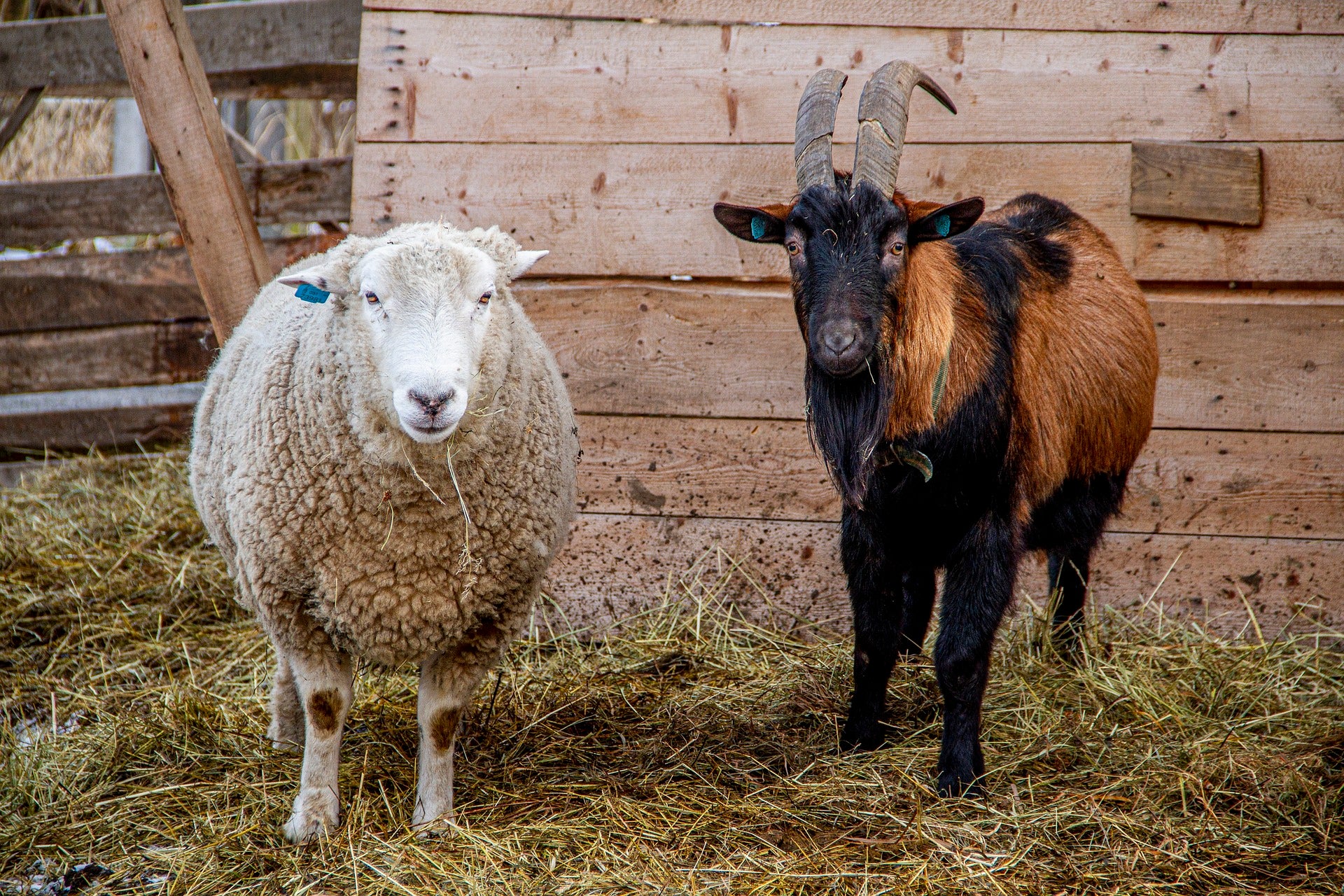 Sheep and Goat Mineral Requirements - The Mill - Bel Air, Black Horse ...
