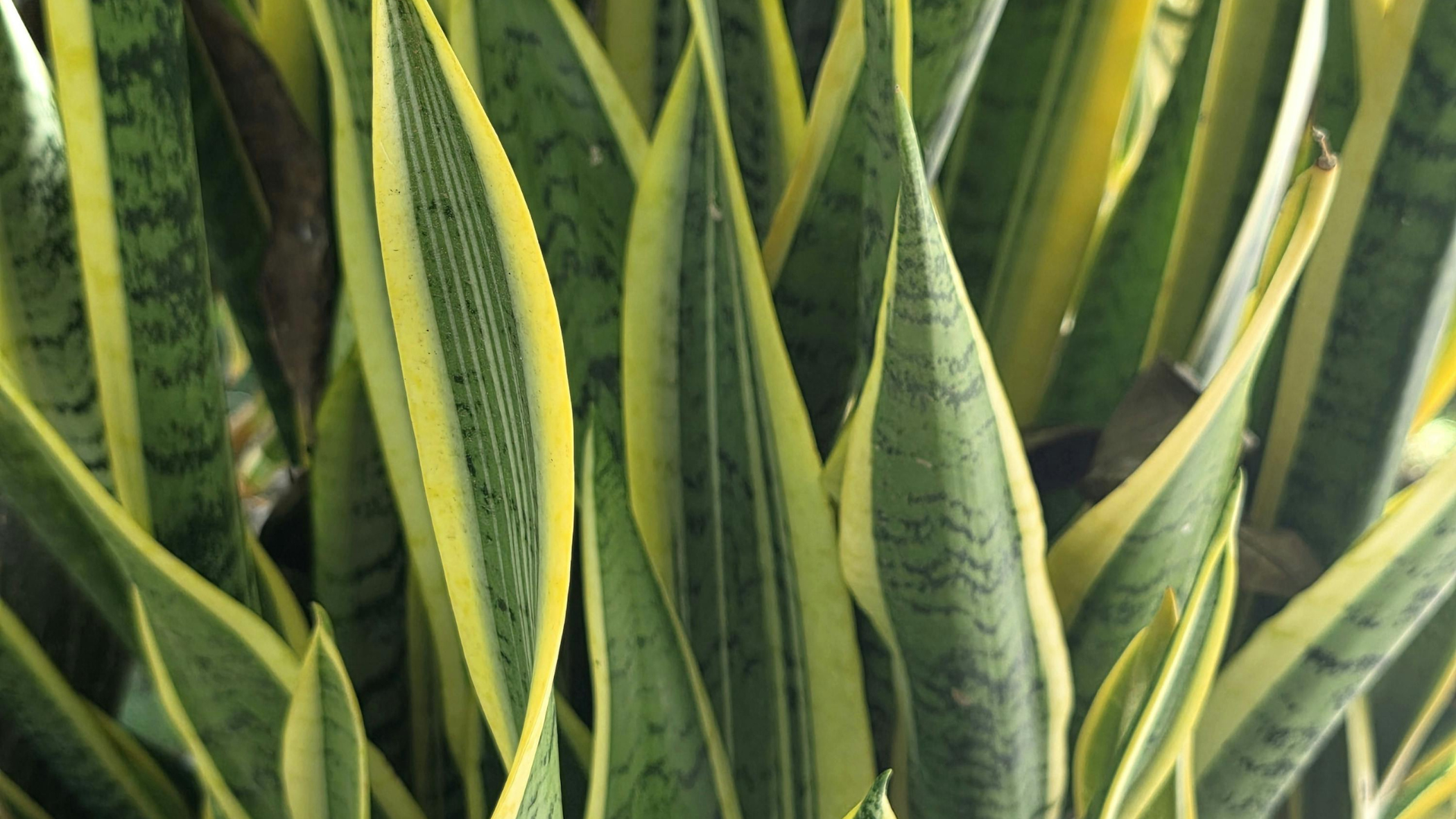 Houseplants for Busy People: Low-Maintenance Plants That Thrive