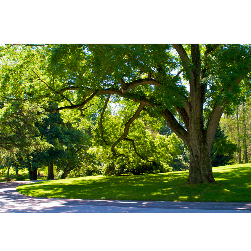 Recommended Shade Tree Varieties – The Mill