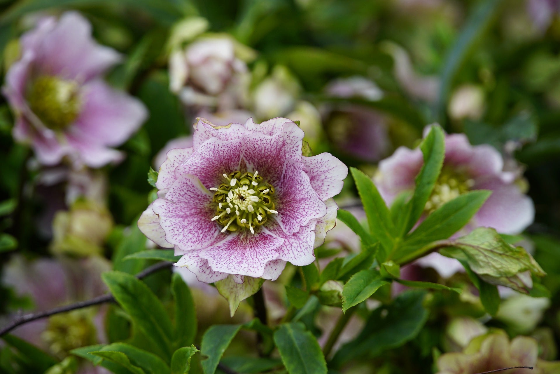 Hellebore
