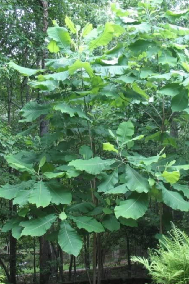 Magnolia tripetala - Umbrella Magnolia – The Mill