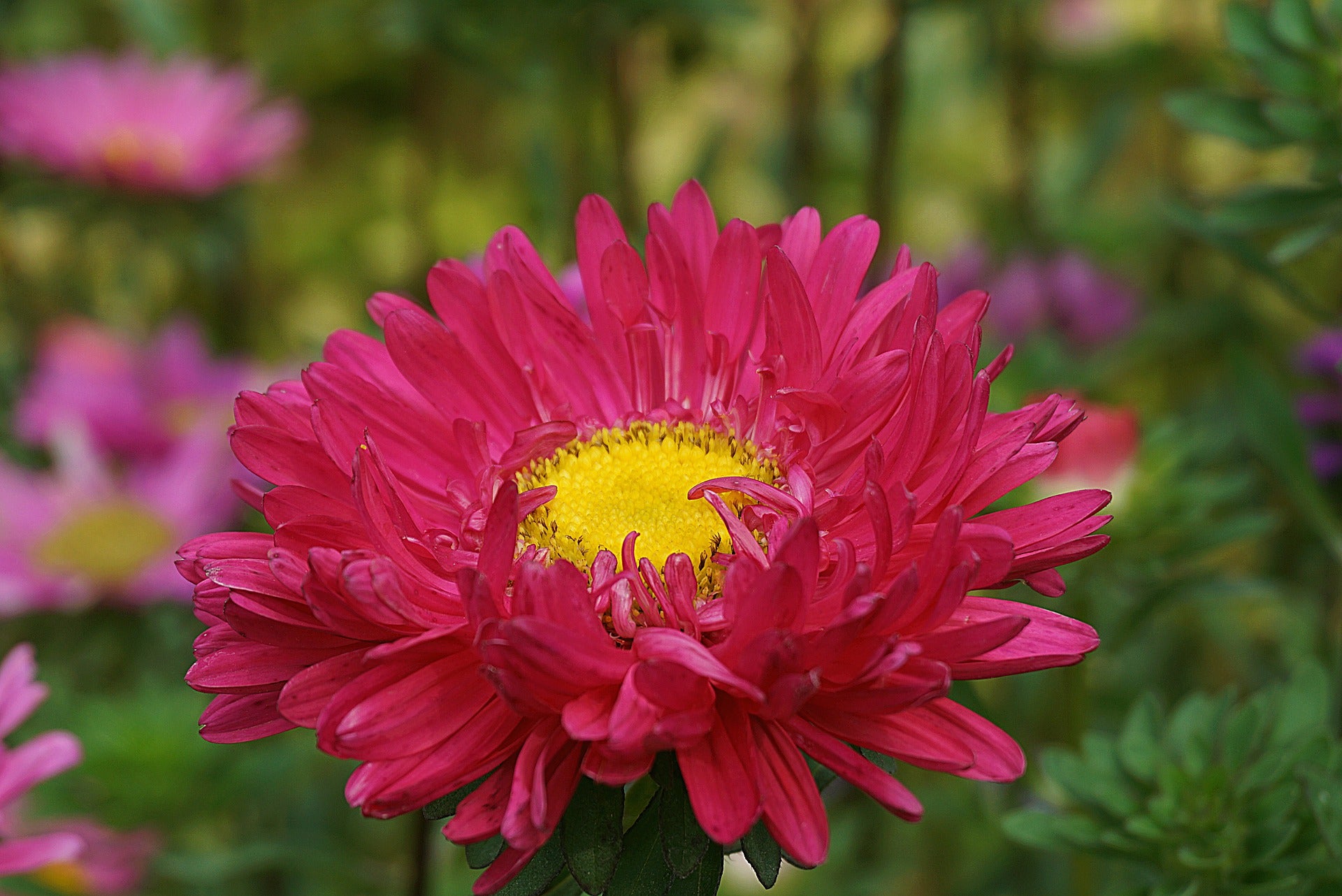 Pink Aster