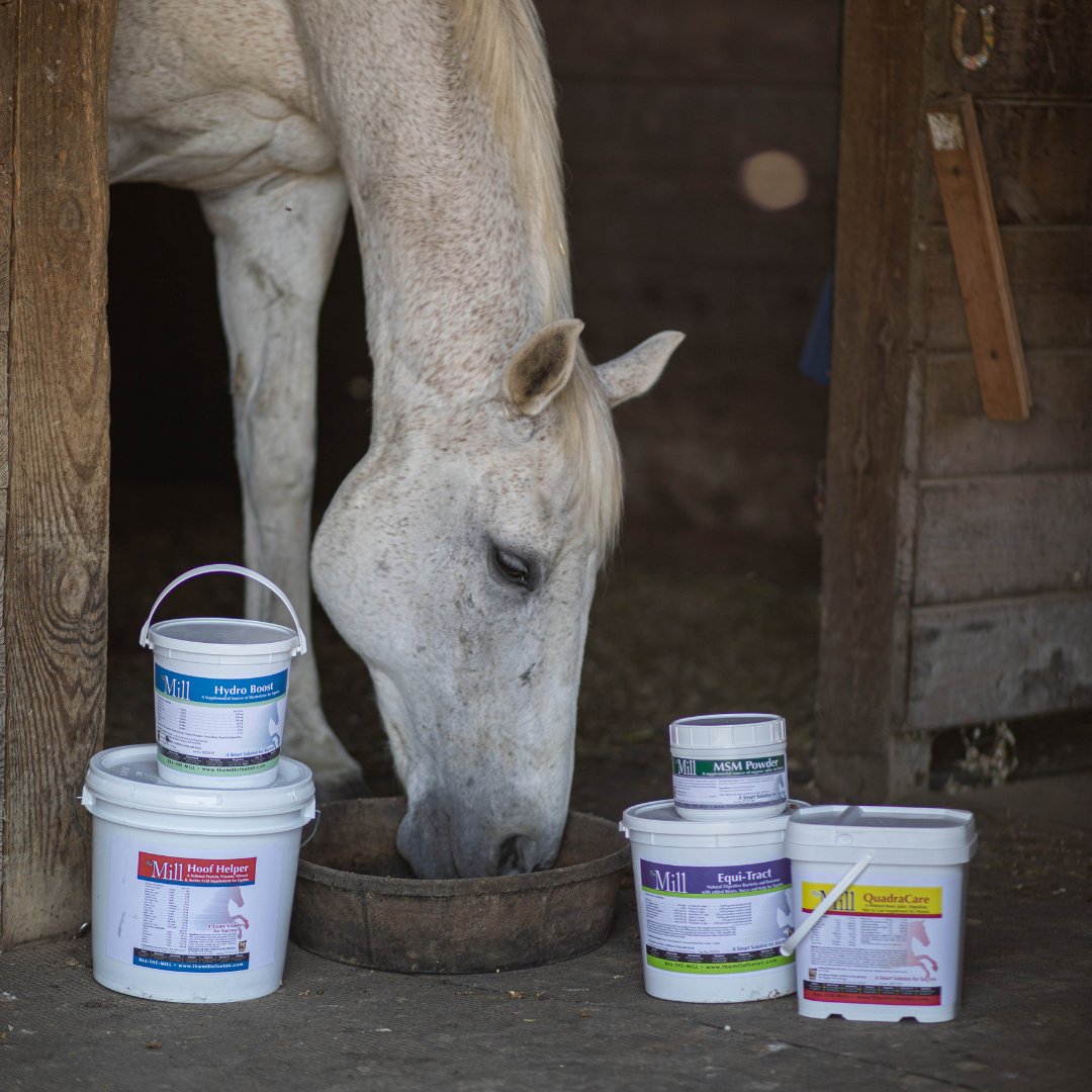 Horse Supplements for Optimal Health | The Mill