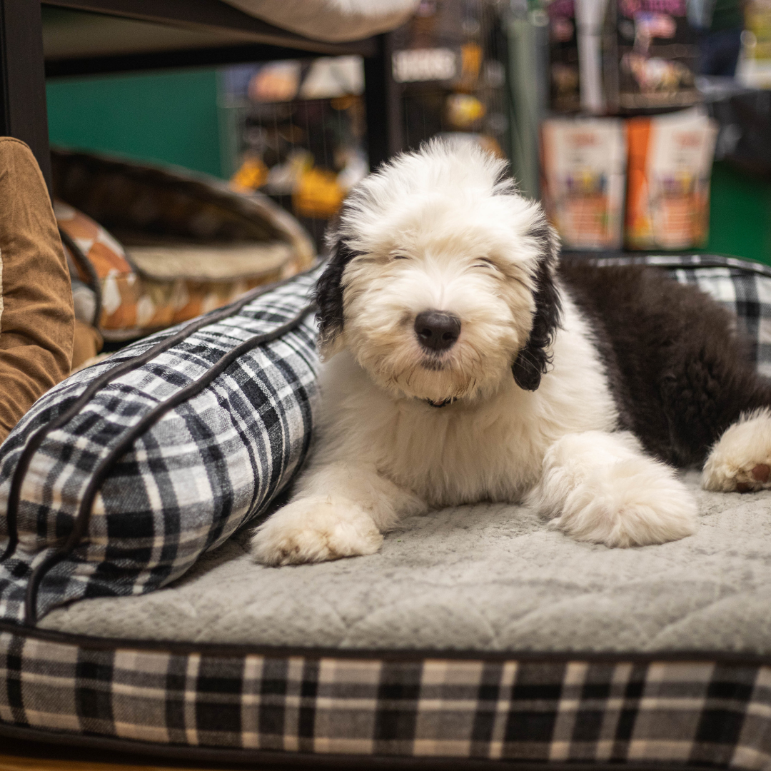 Dog Supplies Collection for Your Pet | The Mill