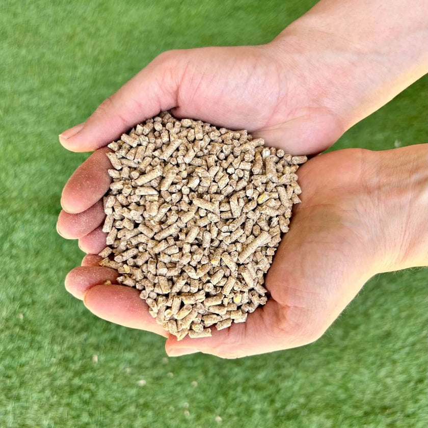 Sunglo Explode Show Pig Supplement | The Mill