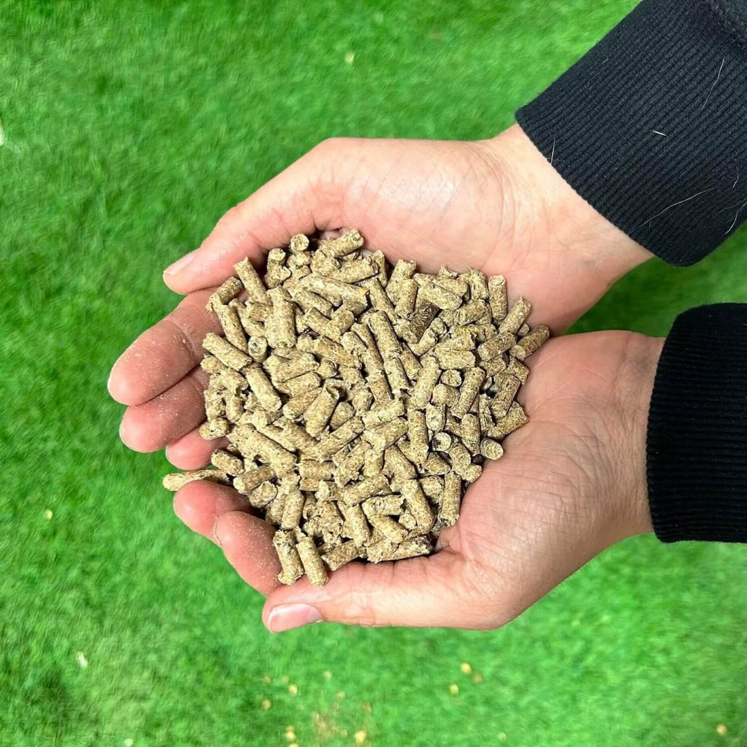 Sunglo Full Body Show Cattle Feed | The Mill