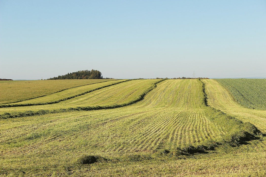 Pasture and forage supplies for healthy grazing | The Mill