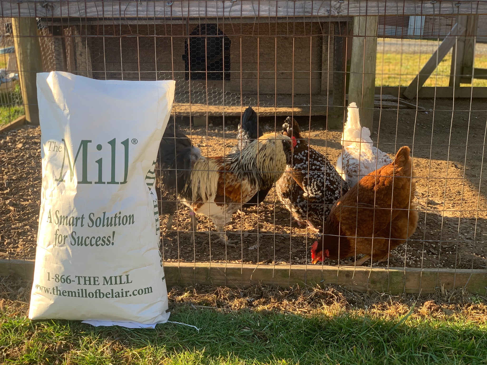 The Mill Layer Pellets Chicken Feed | The Mill - Bel Air, Black Horse ...