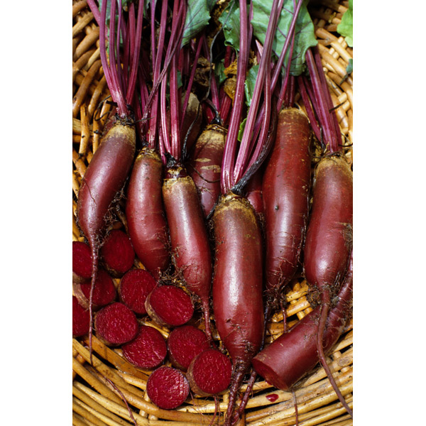 Cylindra Beet Vegetable Seed - The Mill - Bel Air, Black Horse, Red ...