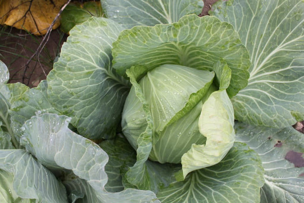 Late Flat Dutch Cabbage Vegetable - The Mill - Bel Air, Black Horse ...