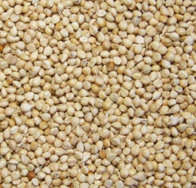 White Millet Bird Seed – The Mill