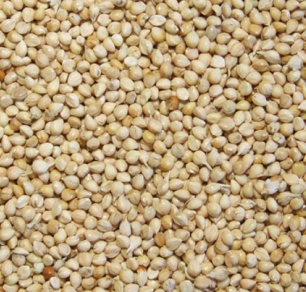 White Millet Bird Seed - The Mill - Bel Air, Black Horse, Red Lion ...