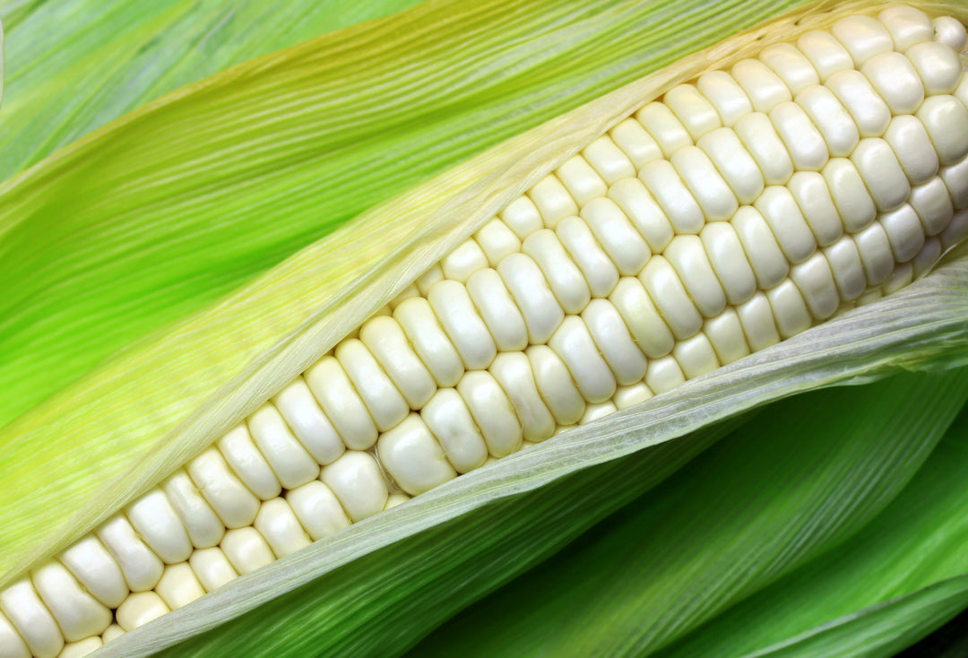 Silver King (White) Sweet Corn Vegetable Seed | The Mill